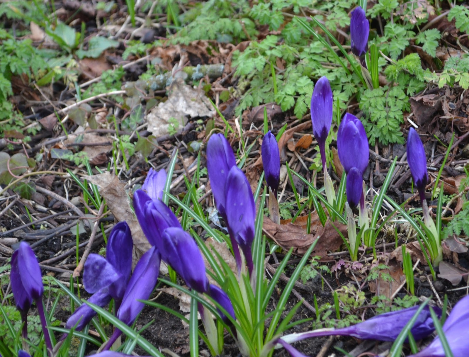 Walks among Flowers: Berkshire: Inkpen Crocus Field and Steventon