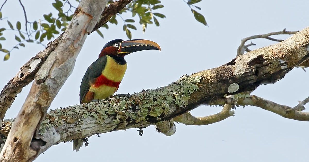 mis fotos de aves: Pteroglossus castanotis Arasarí Fajado Chestnut ...