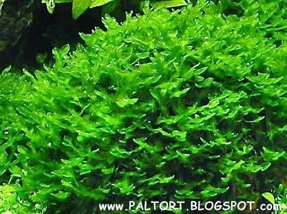 PALTORT: Monosolenium tenerum "Pelia moss"