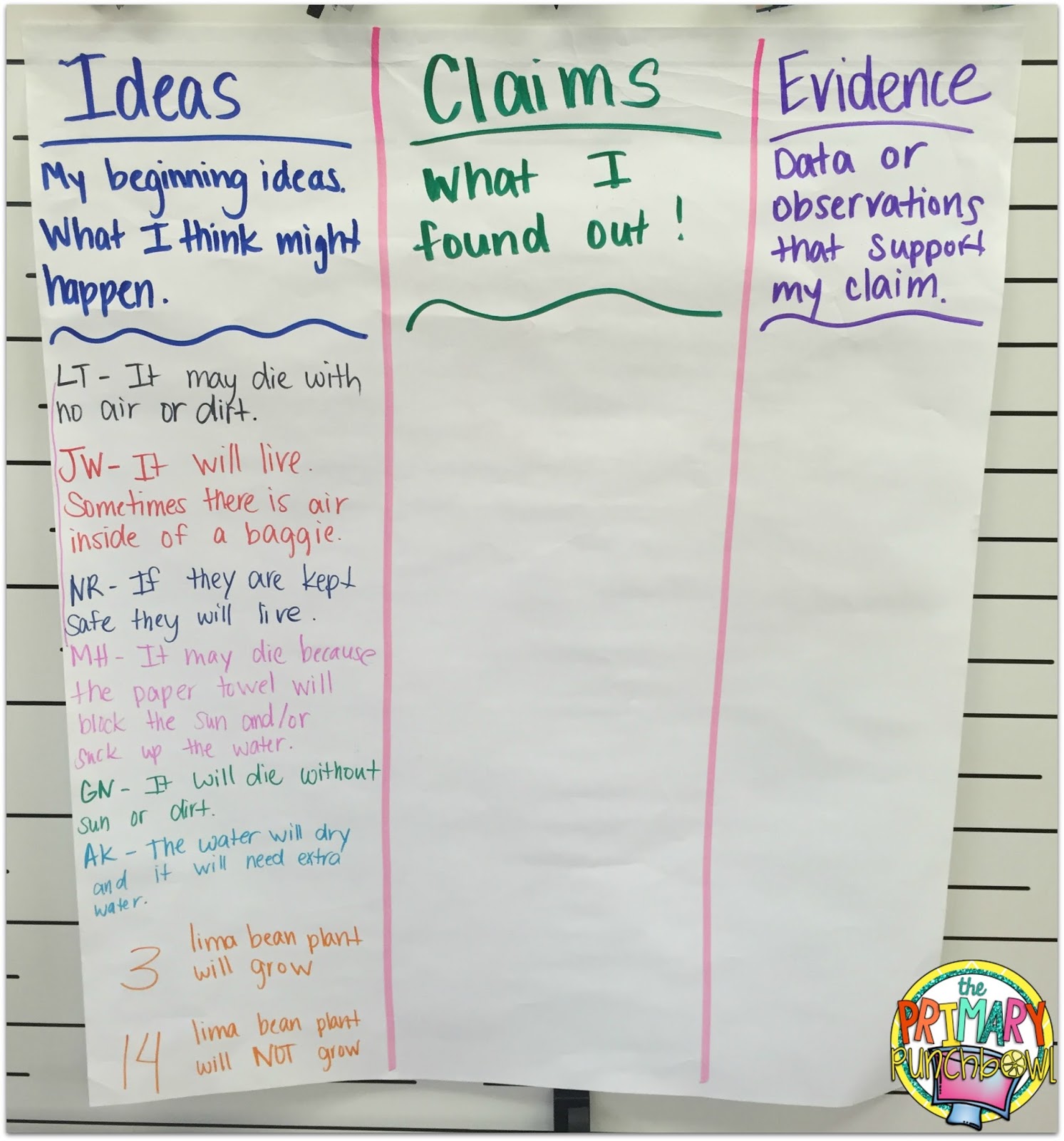 Bean Plant Investigations! - The Primary Punchbowl