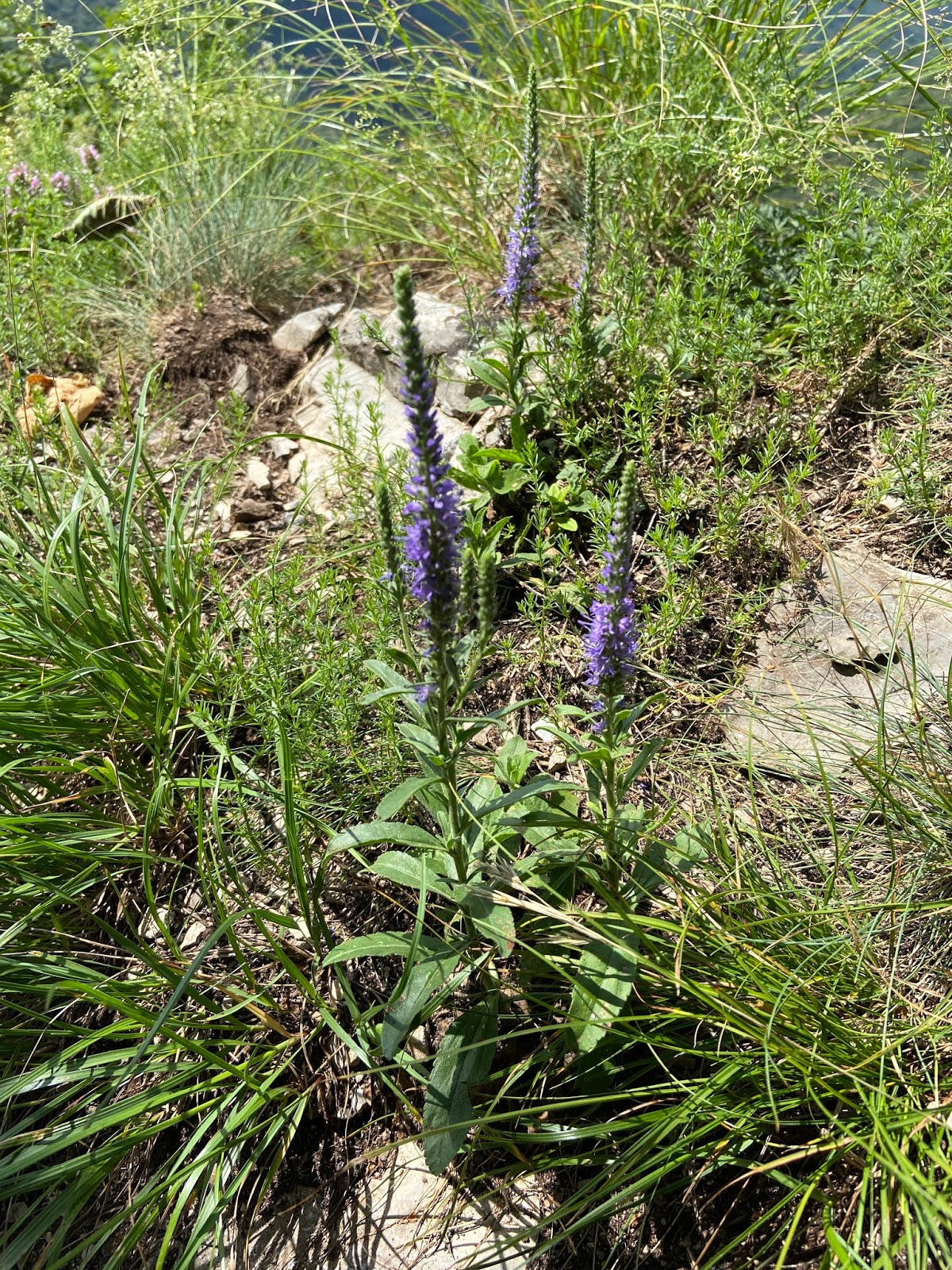 TravelMarx: A Classic Bergamo Hike: Canto Alto