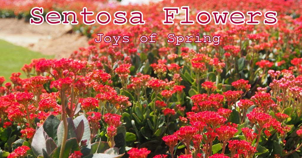 Sentosa Flowers 2013 @ Palawan Beach - TheWackyDuo.com - Singapore ...