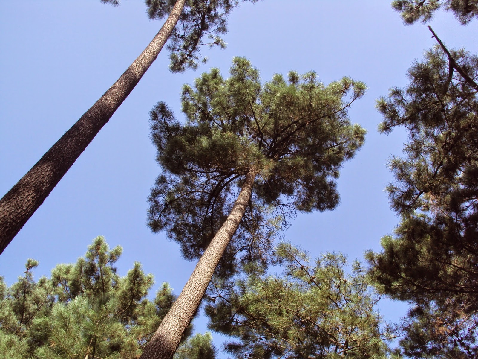 CRESCER SAUDÁVEL: À descoberta do pinhal