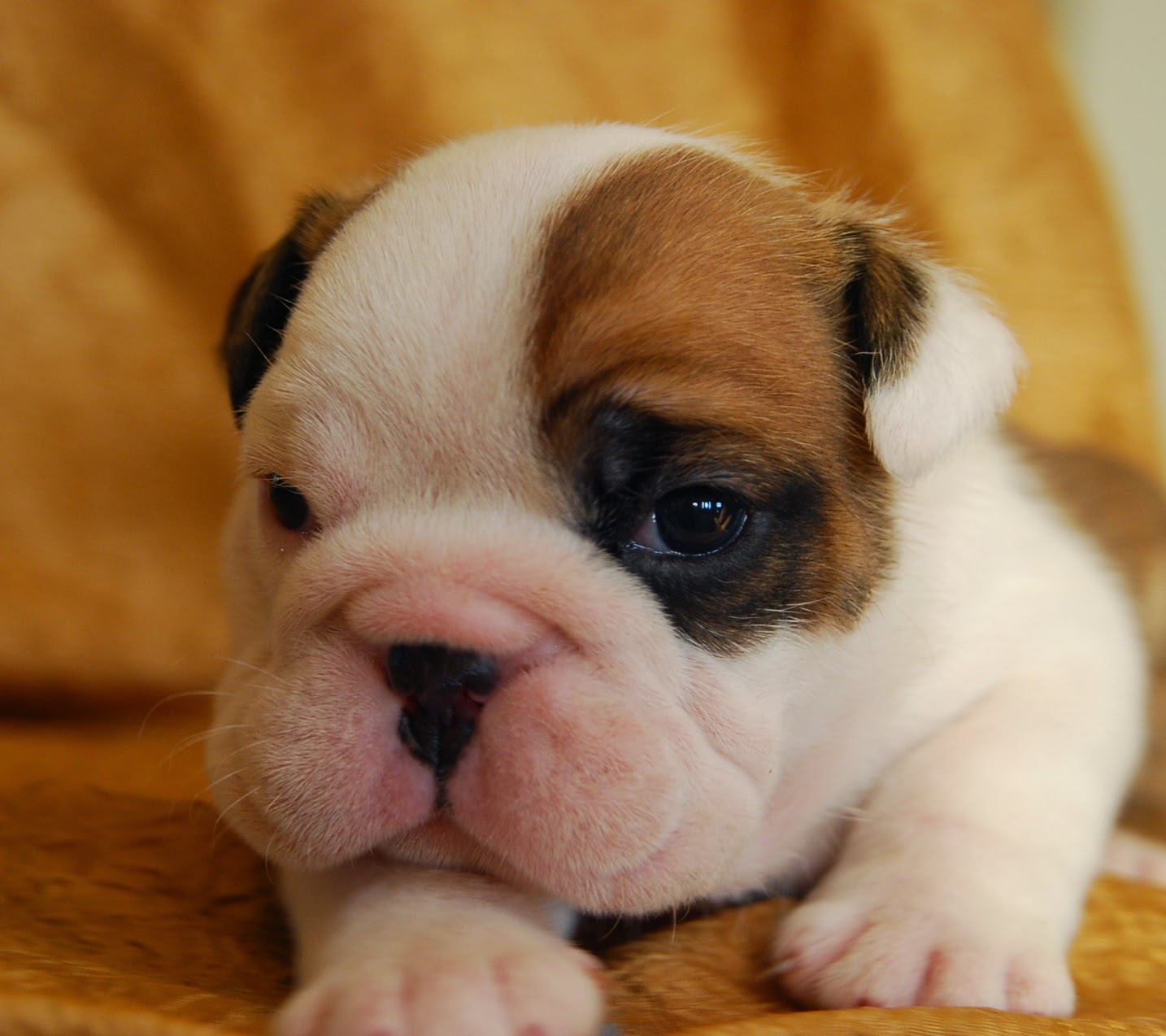 English Bulldog Love and Care: Bringing your baby bulldog home