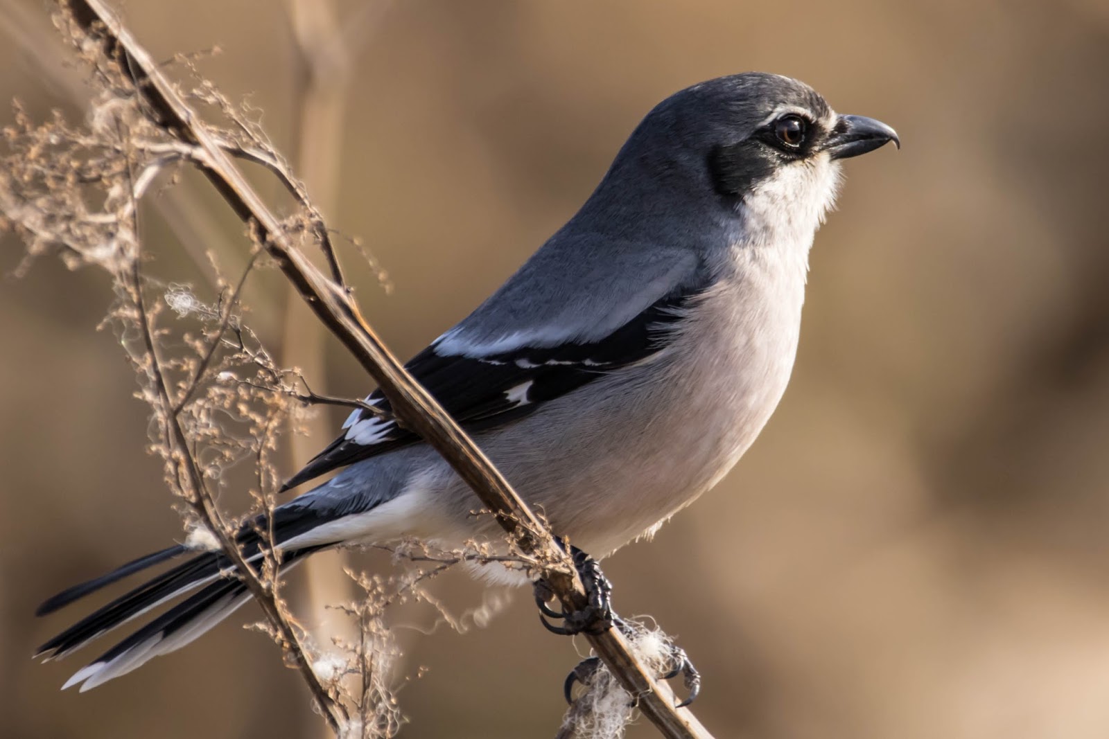 AVES DEL CIELO - BIRDS OF HEAVEN: Alcaudón real (Lanius meridionalis ...