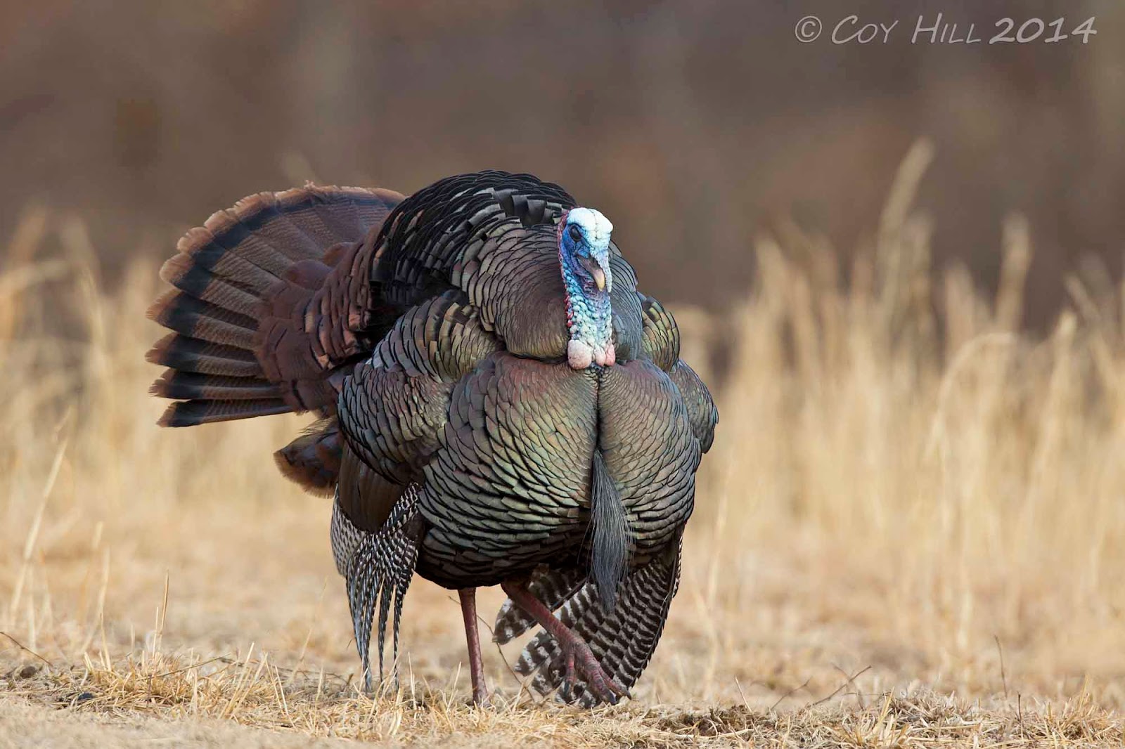Country Captures: Strutting Their Stuff