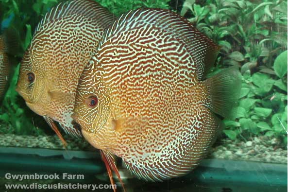 Discus: Leopard Snakeskin Discus