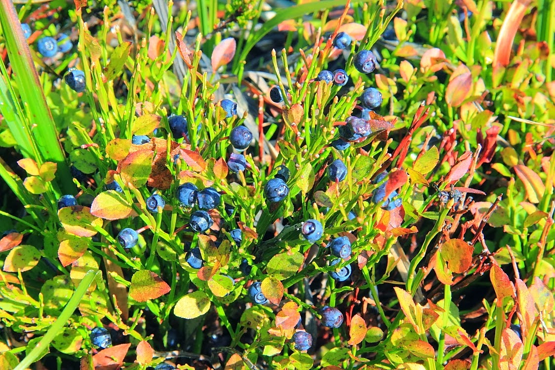 Can Navarra: Saison amb aranyons