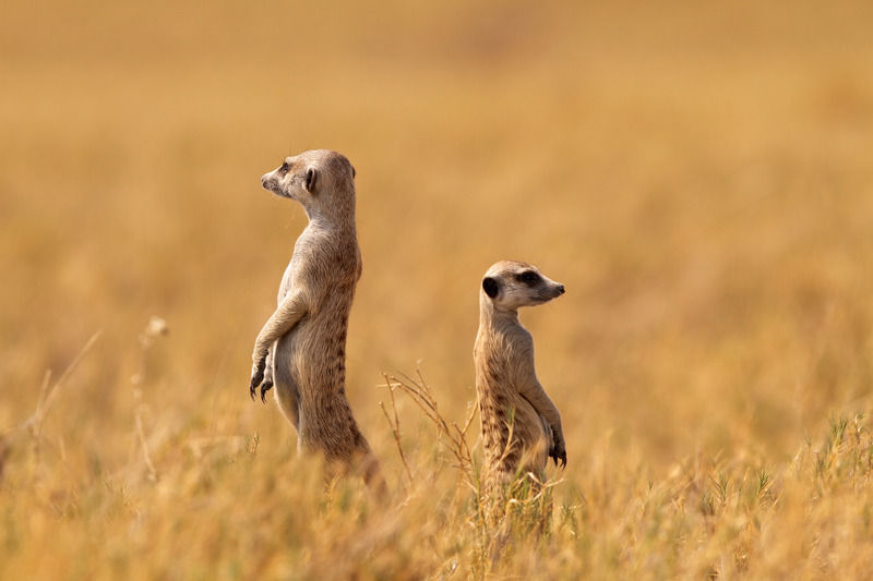 Comment ça se dit en français?: Hoe vertaal je 'uitkijken' in het Frans?