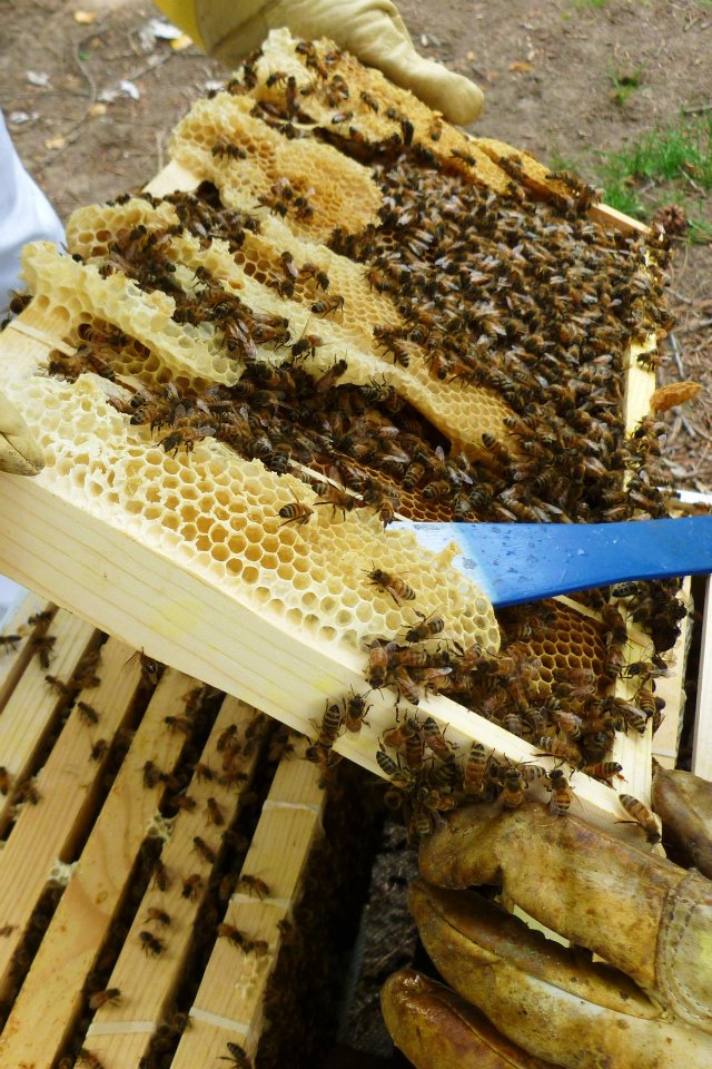 Skruben: Britt's Beekeeping, Part 2: Honeycomb