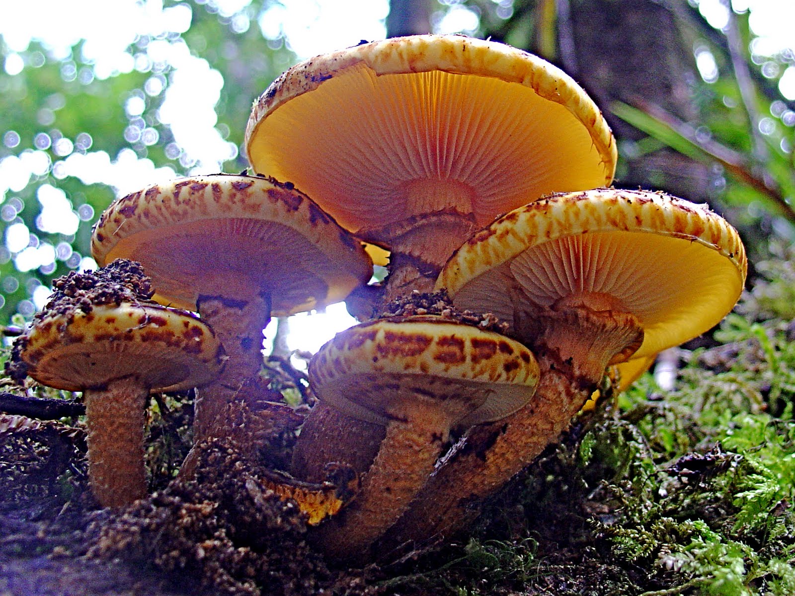 pukawaparadise: The Beauty of Fungi