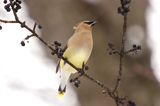 David Marvin Photography - Lansing, Michigan: Cedar Waxwings & Cardinal