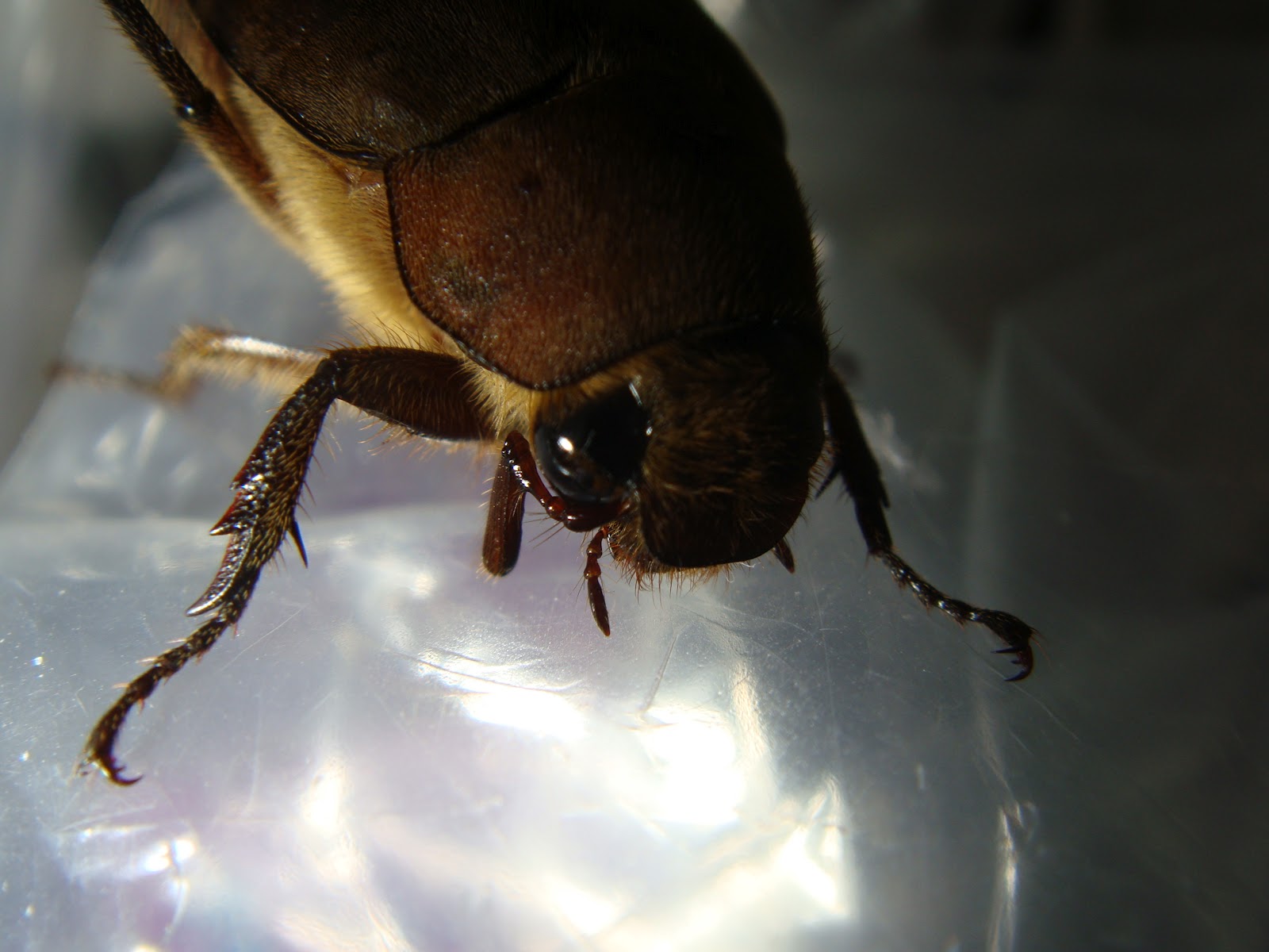 Supersupergirl's creature world: Another fuzzy beetle