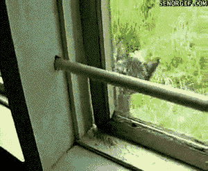 animal cold cute: Cat GIFs