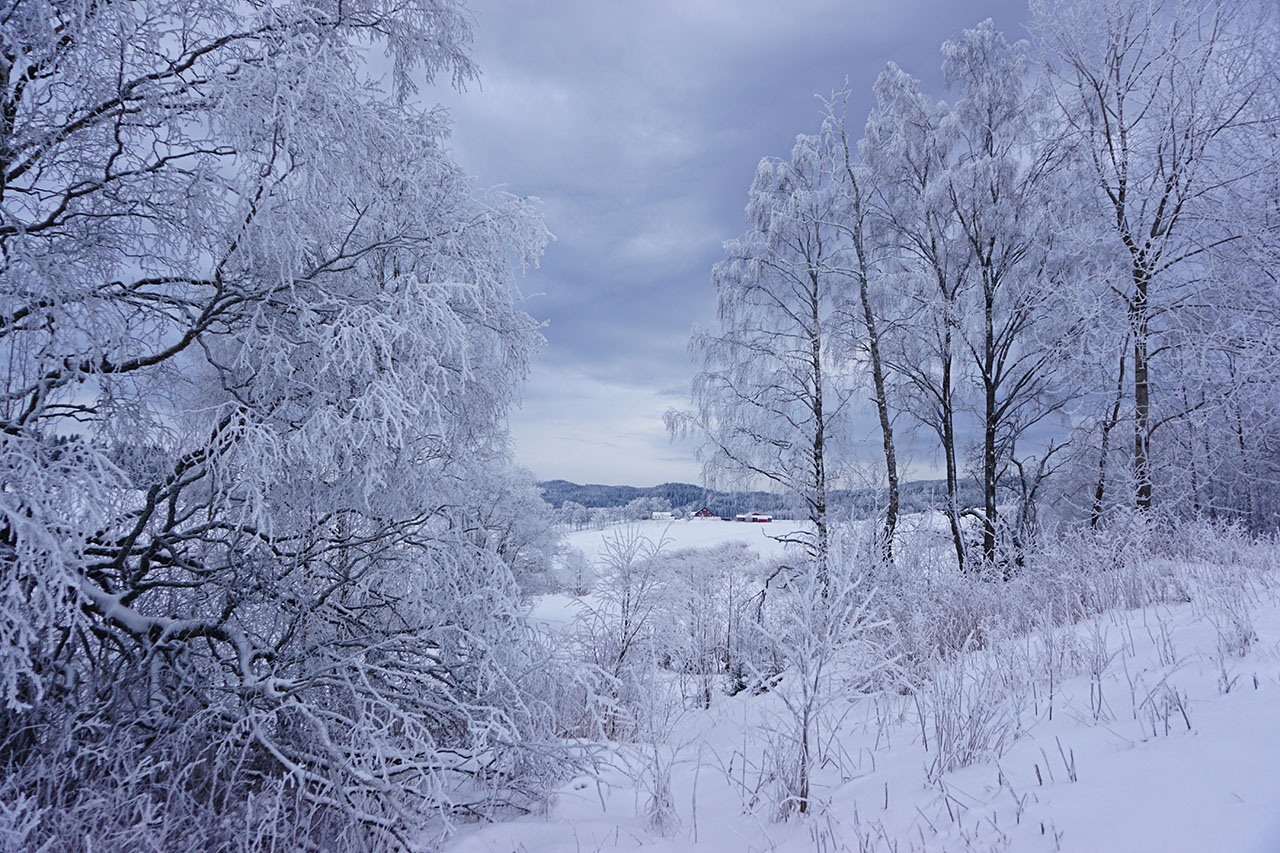 Laila synger ut: Dikt og vinterbilder