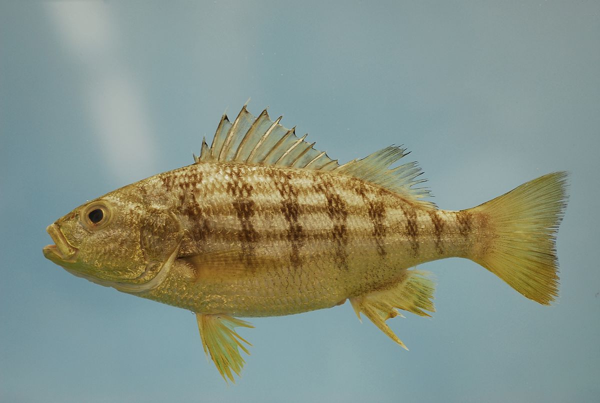 Peixe-Roncador (Conodon nobilis) - Klima Naturali™