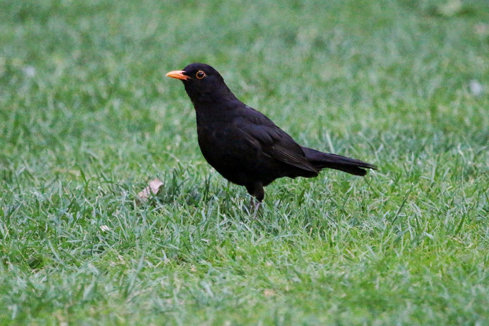 Voando na Natureza: maio 2014