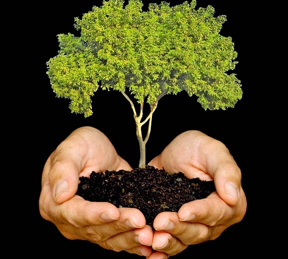 Prof. Roger Carlo: PLANTEMOS UN ÁRBOL