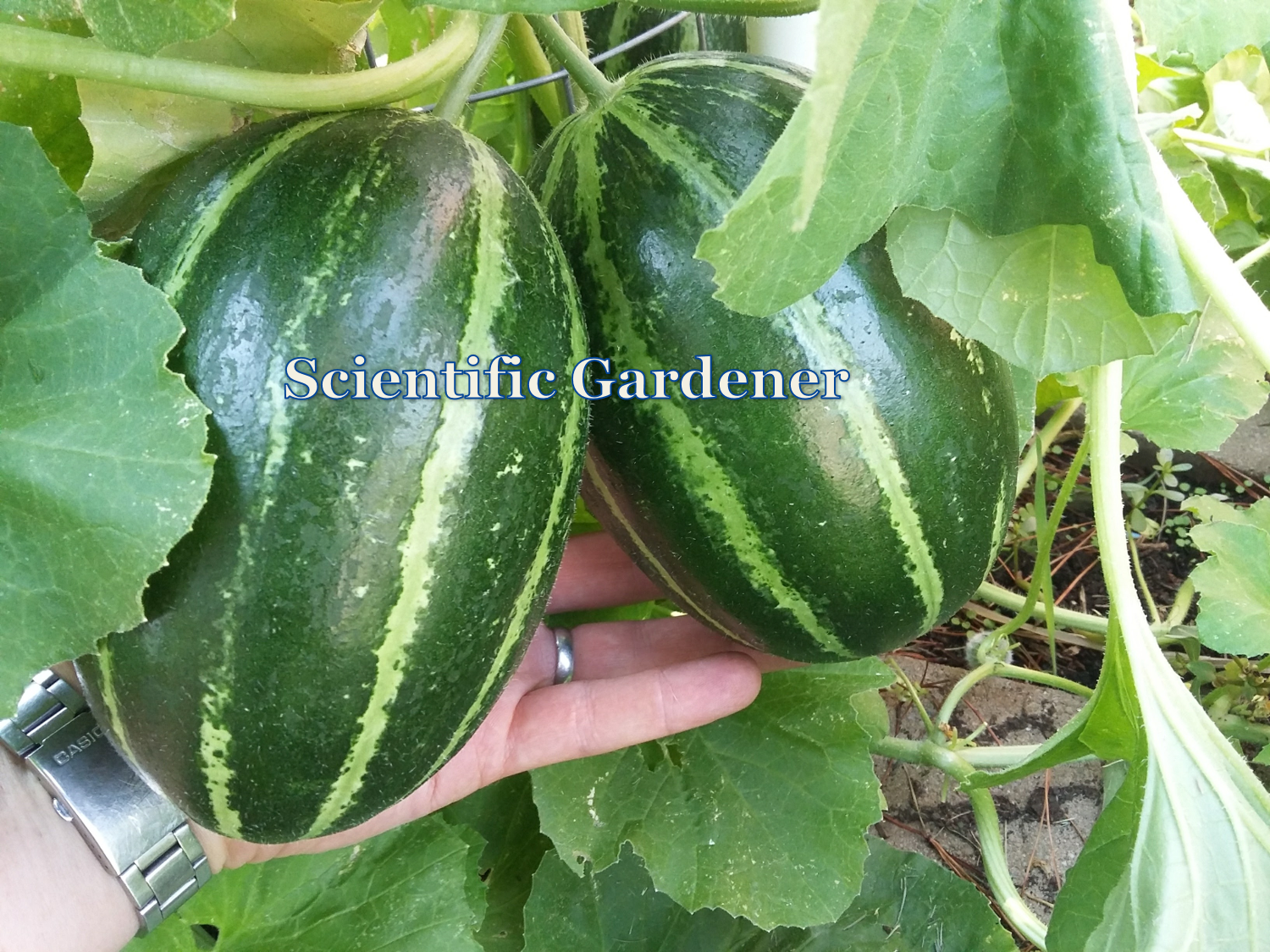 The Scientific Gardener: Caroselli