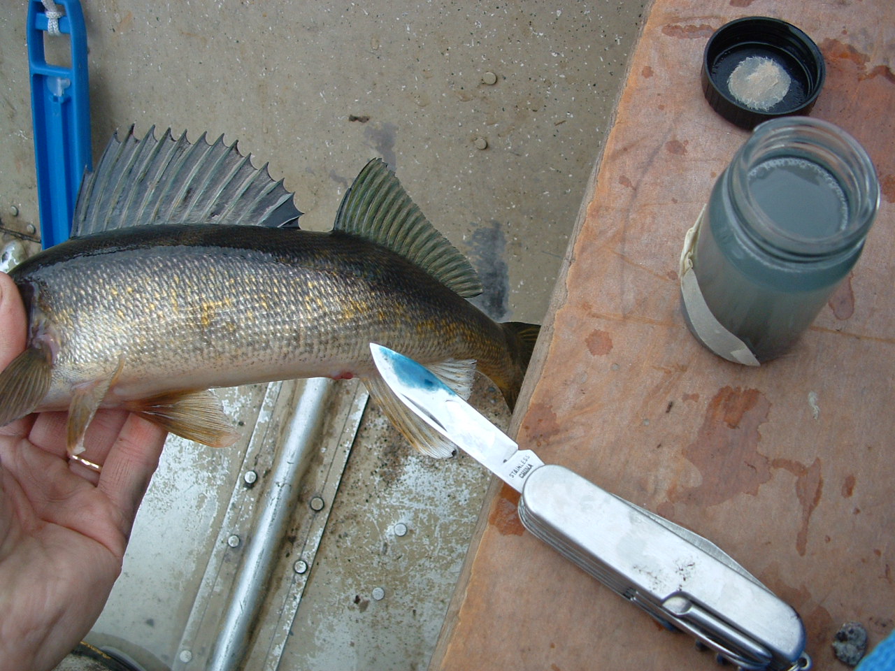 Blue Walleye