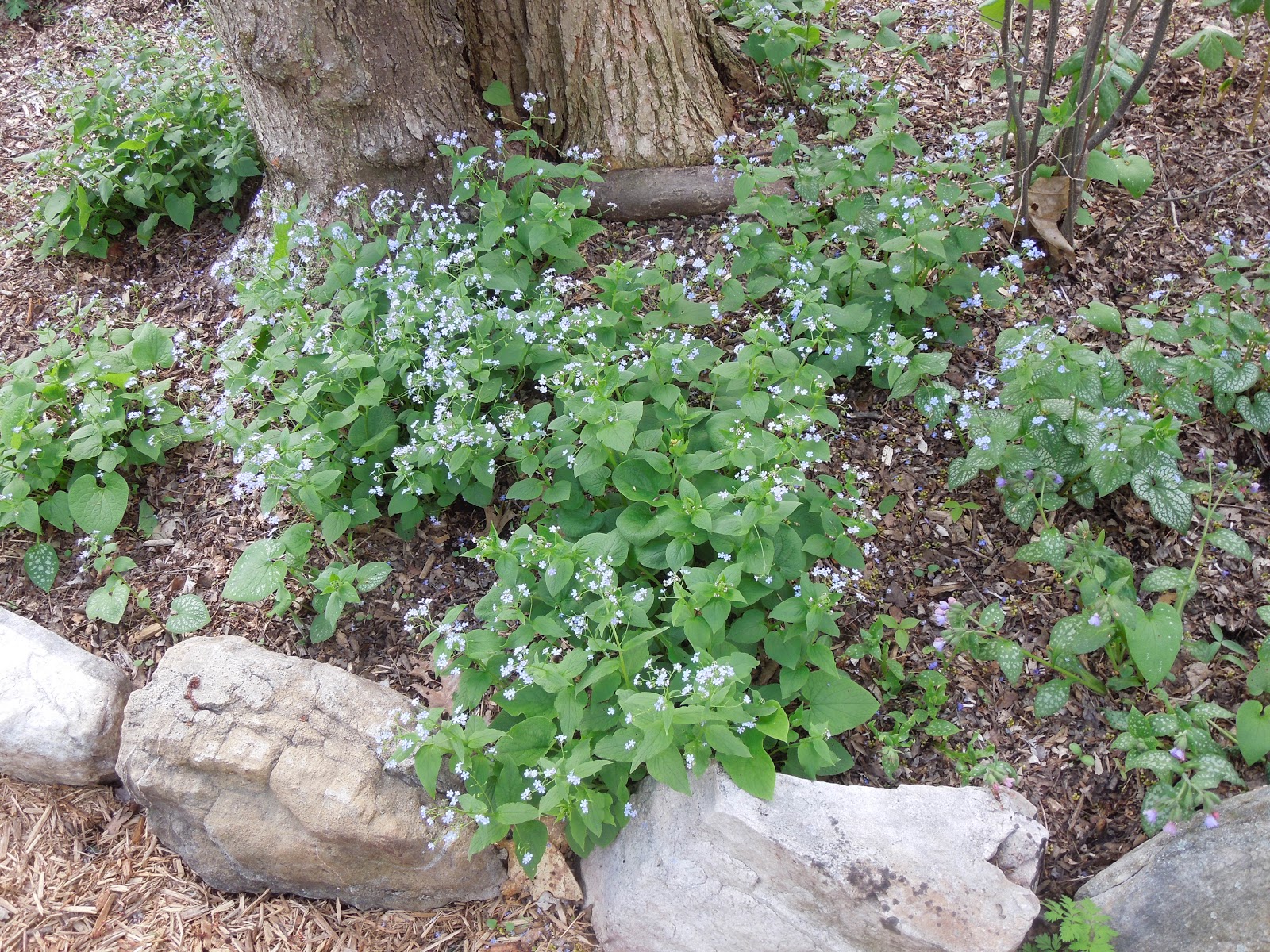 Franklin County (PA) Gardeners: 2013 Native Woodland Plants and Spring ...