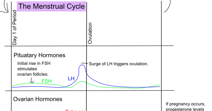 Ready, Set, Chart!: Hormones disrupted: the biology behind the pill