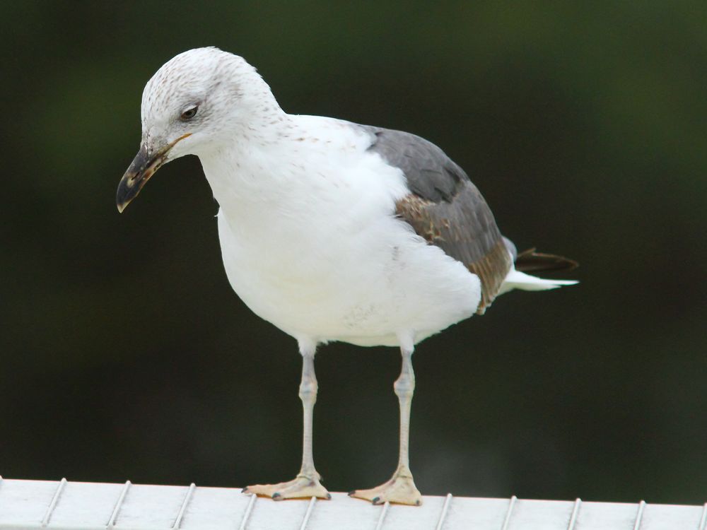Birding Is Fun!: GULLS OF SPAIN - GAVIOTAS DE ESPAÑA