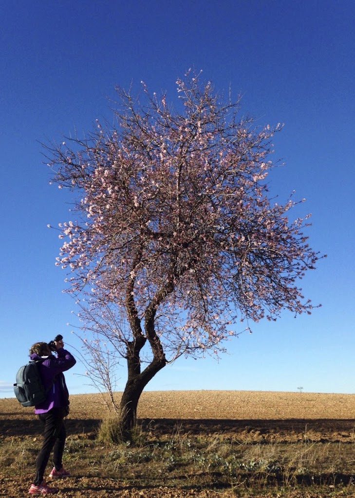 Escogí la tierra, António Ramos Rosa