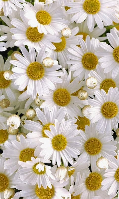 Lots of Daisy | Backyards Click