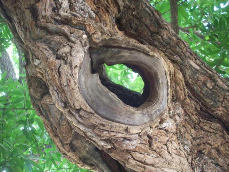 Azhinjal Tree - Nootreteeswarar Temple (Thiruvallur - Tamil Nadu) | My ...