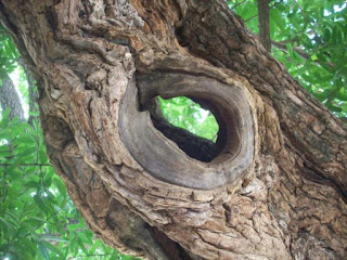 Azhinjal Tree - Nootreteeswarar Temple (Thiruvallur - Tamil Nadu) | My ...