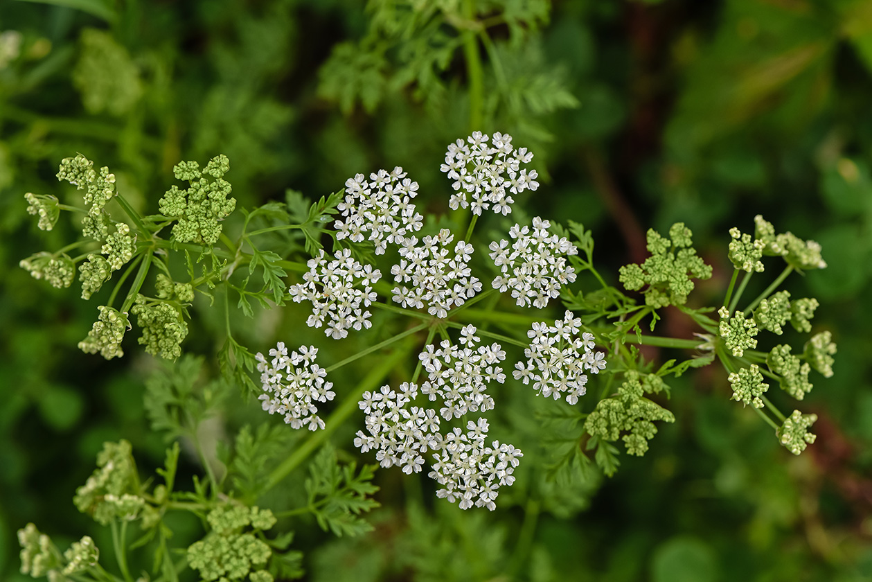 Flores y Paisajes de Asturias : Conium maculatum (Cicuta)