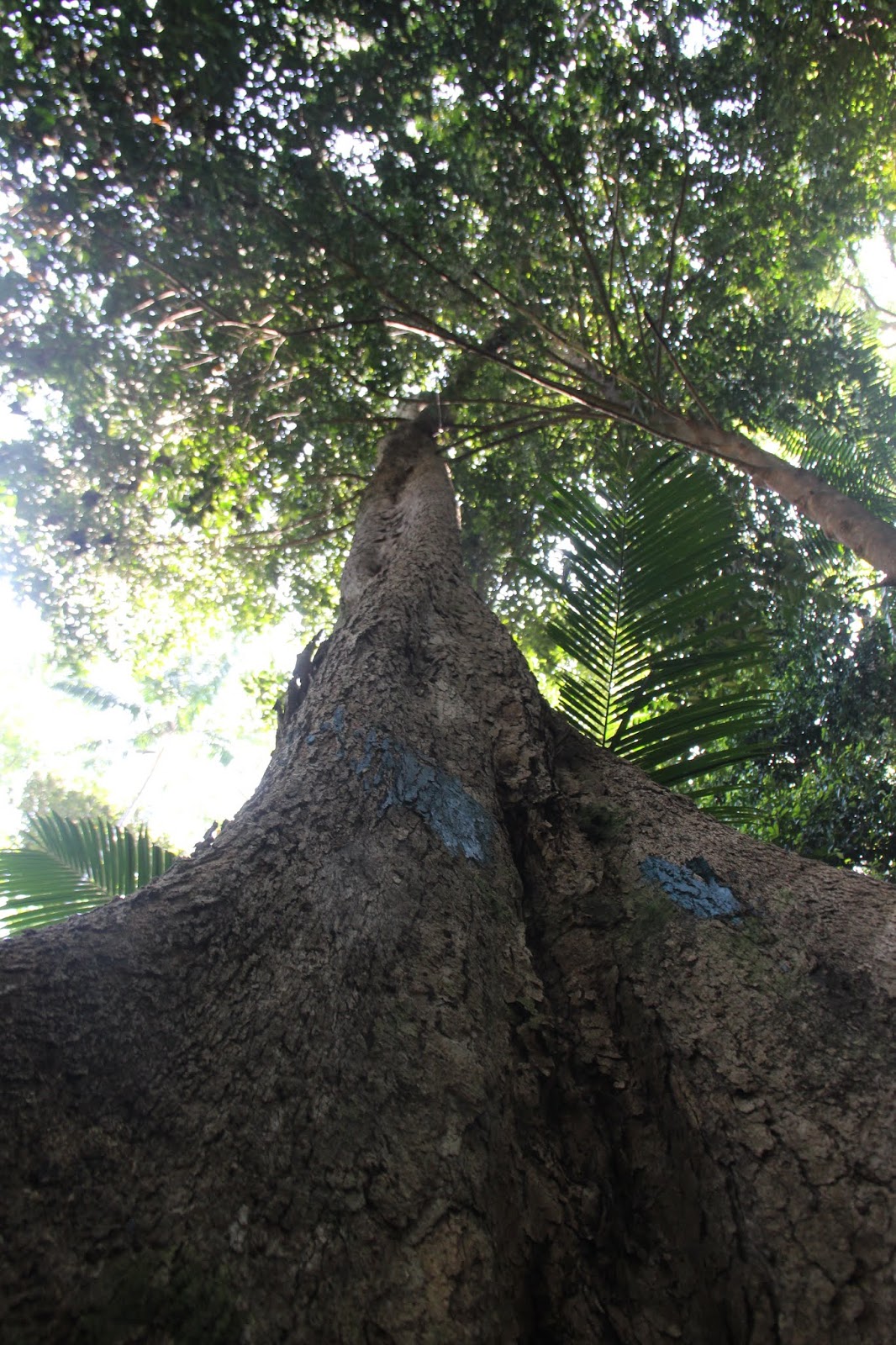 Menikmati Alam Tanjung Datu National Park