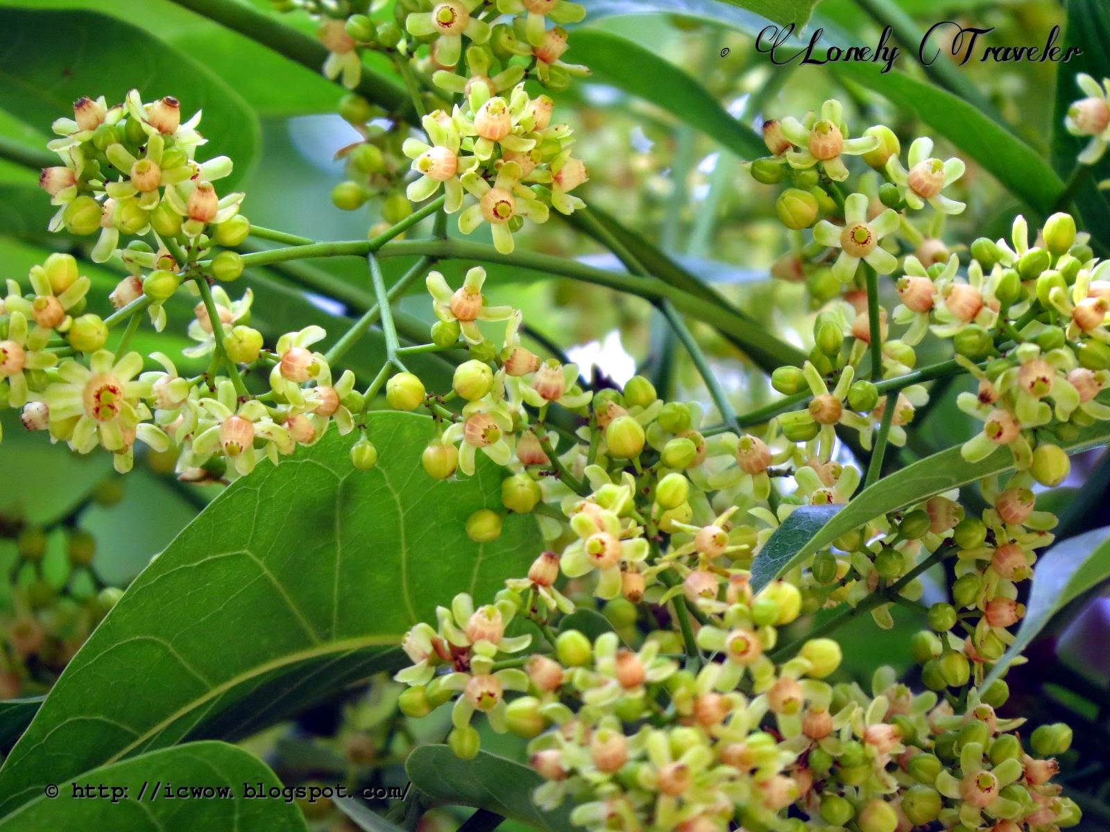 Mahogany flower (মেহগনি ফুল) - Swietenia macrophylla