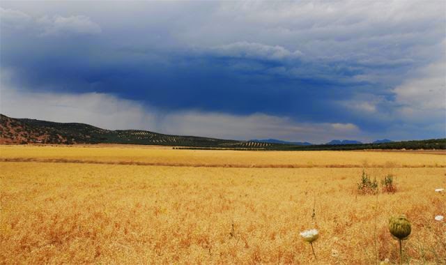 2 diversificacion : Ecosistema de la zona templada