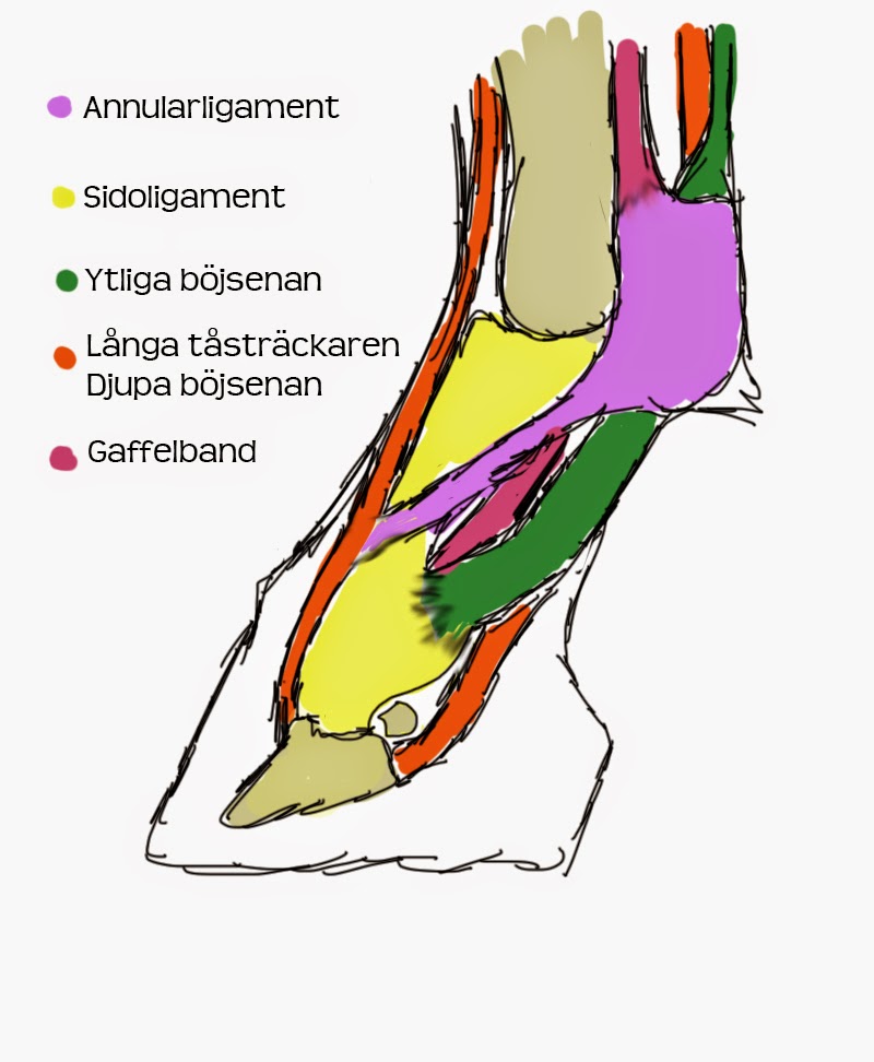 Ida Boijer: Kavioasiaa