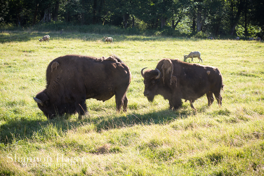 Fantastic photos of the Northwest Trek Wildlife Park | BOOMSbeat