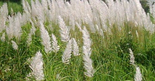 Saccharum spontaneum - Agri-Times: In The Zone