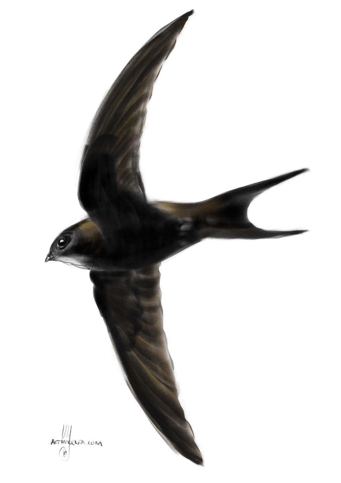 Birds: Swift