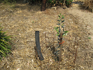 Robin's Double Life: Helena Heritage Olives, Oolines and Orchids