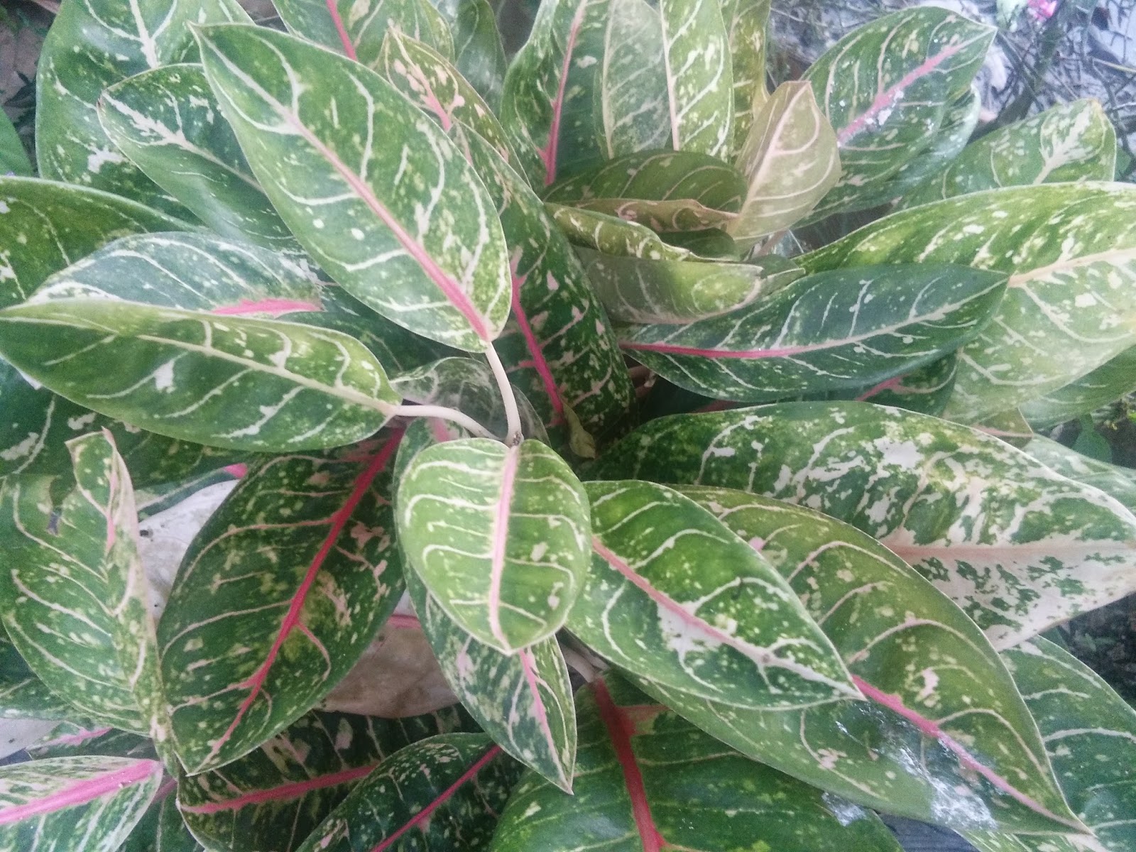 D' Qasih: unique leaf pattern ....... like a natural art ...