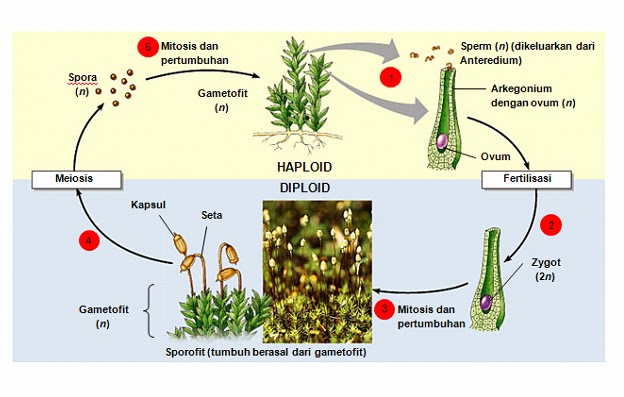 Embriogenesis Briofita (Tumbuhan lumut) - EDUBIO