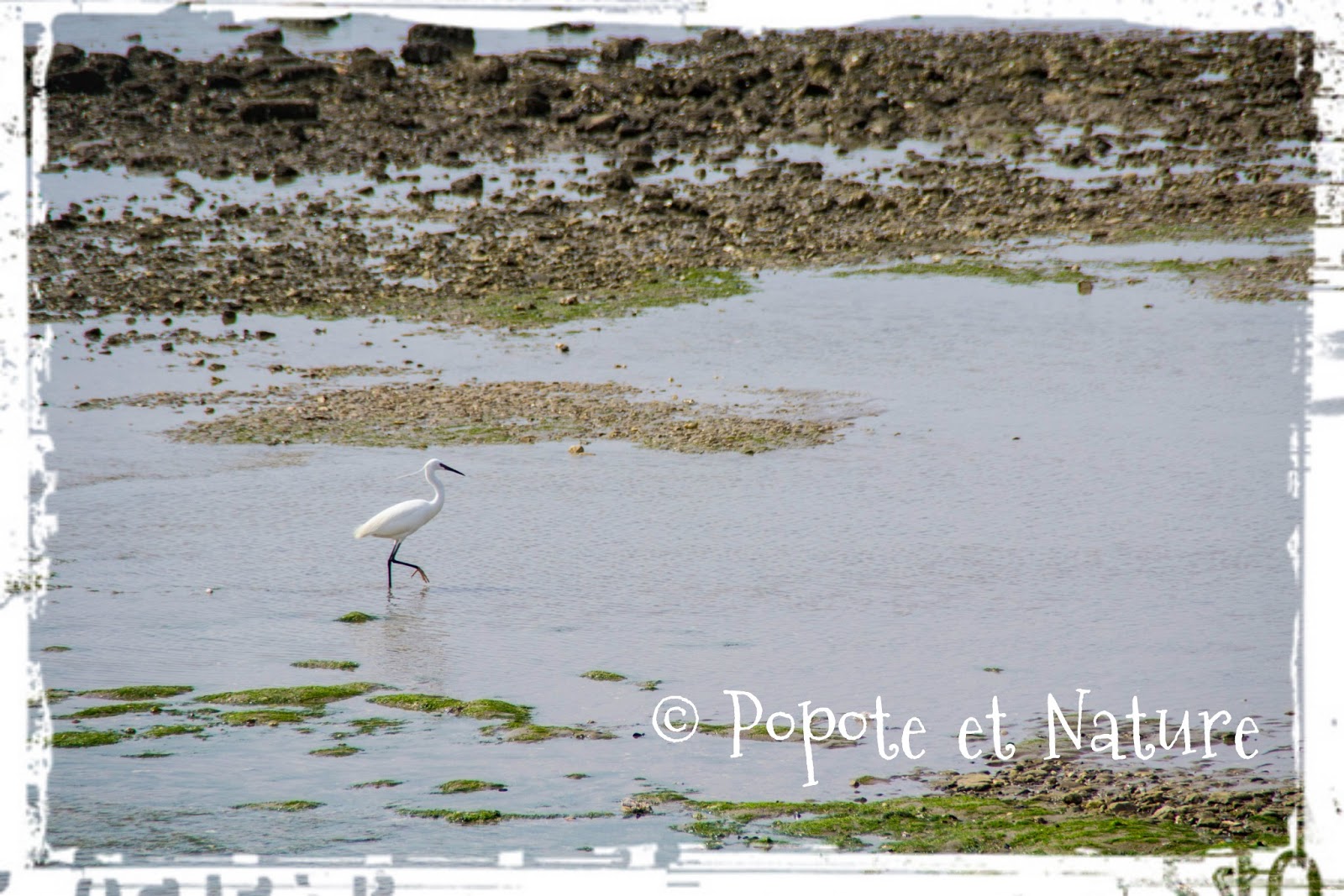 Popote et Nature: Escapade gourmande à La Rochelle