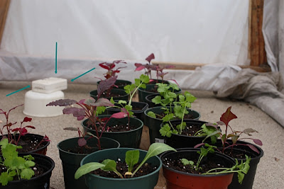 Mutiny In the Garden: Saved: One Coldframe/Watermelon grower