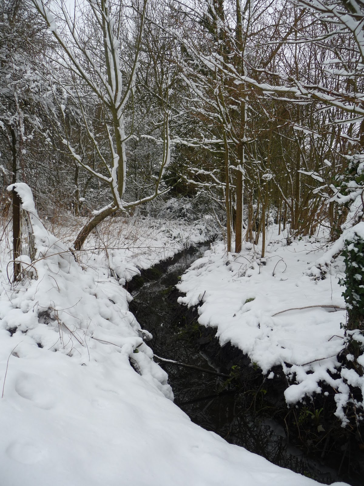Smallbrook meadows nature reserve in the snow | Touched by nature