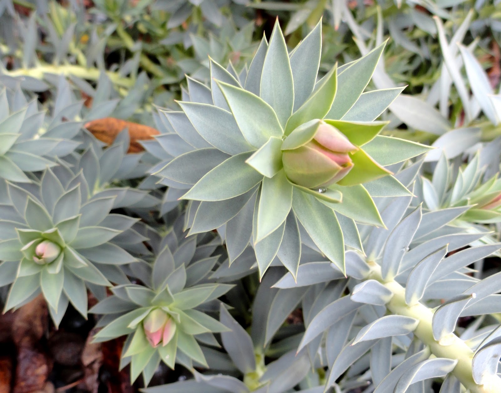 danger garden: Euphorbia rigida; my favorite plant in the garden this week…