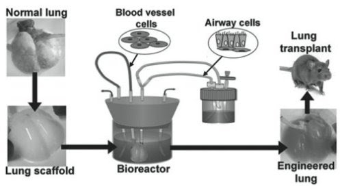 Artificial lungs: Lab-Grown Lungs