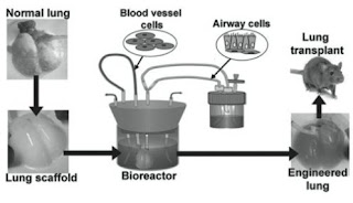 Artificial lungs: Lab-Grown Lungs