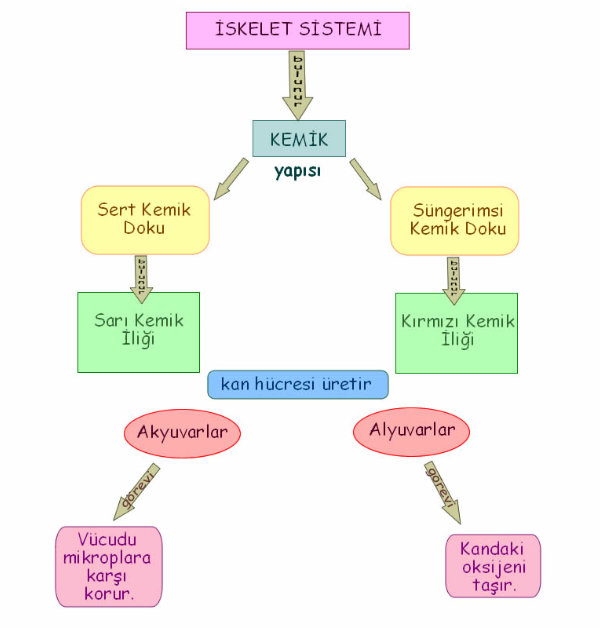 destek ve hareket sistemi: Kavram Haritası