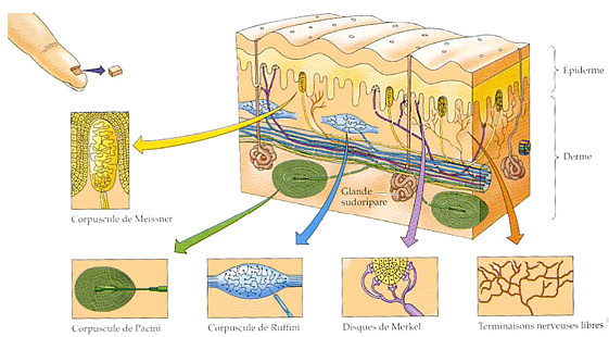 LES BÉBÉS RESSENTENT-ILS LA DOULEUR